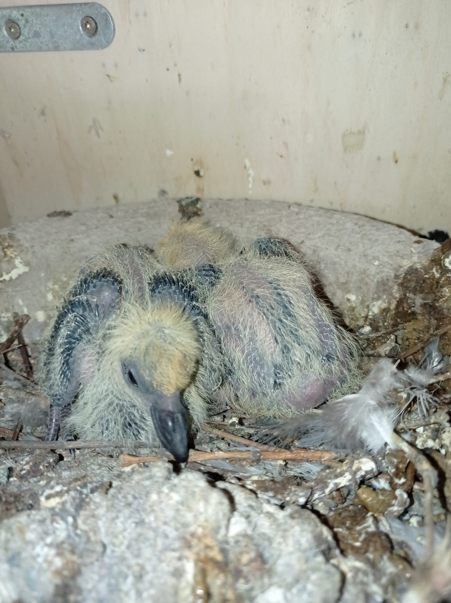 Cosa Animalia et les pigeons - Cosa Animalia