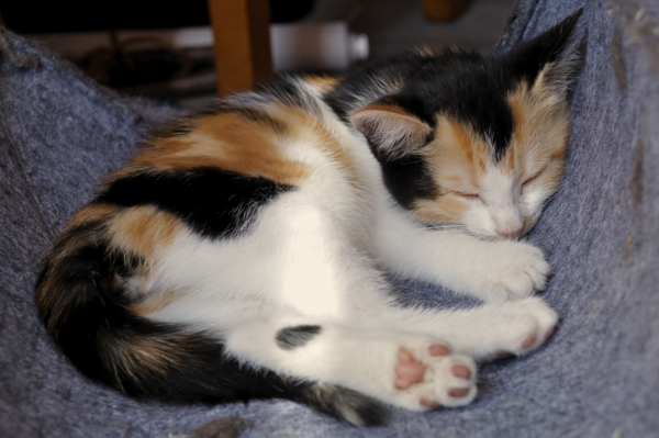 Pamplemousse (- 9 mois) (Adoptée ) - Adoption - Cosa Animalia