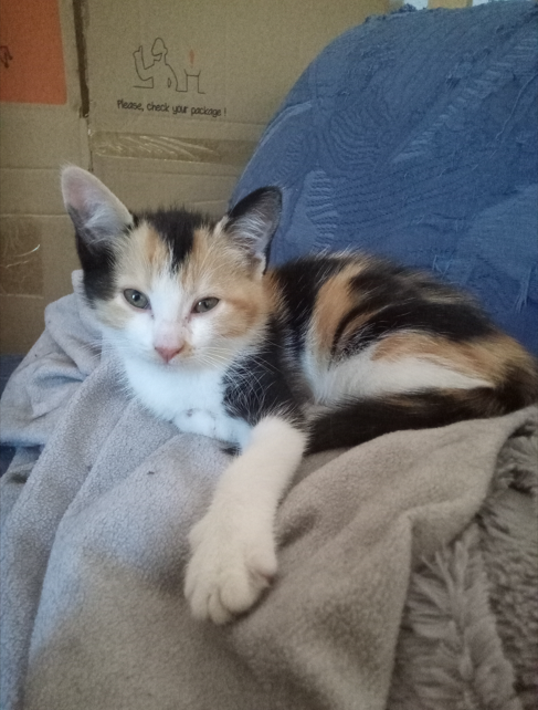 Pamplemousse (- 9 mois) (Adoptée ) - Adoption - Cosa Animalia