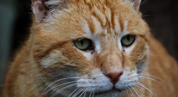 Minou - Adoption - Cosa Animalia