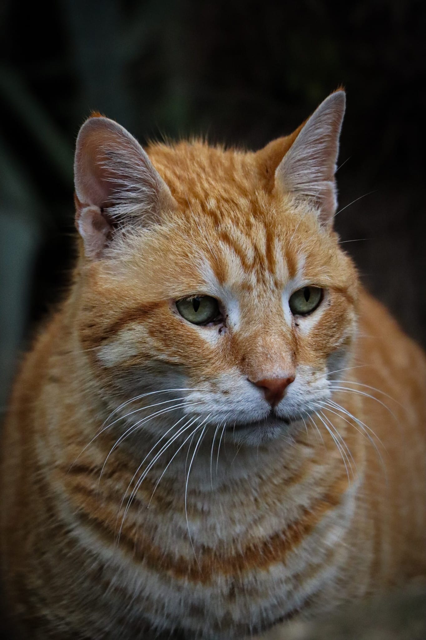 Minou - Adoption - Cosa Animalia